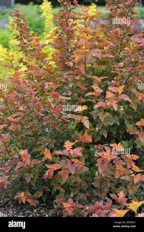 Orange Leaved Ninebark Physocarpus Opulifolius Amber Jubilee Jefam