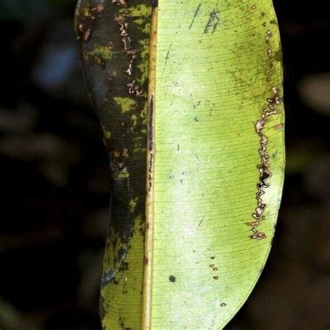Qualea Paraensis Plant Care And How To Grow Water