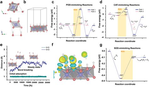 Dft Studies On Multiple Enzyme‐like Activity Of Co Nss Under
