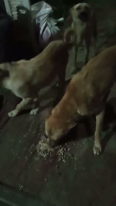 جوعانين Youtube