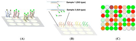 Molecular Biology Microarray Technology At John Mellon Blog