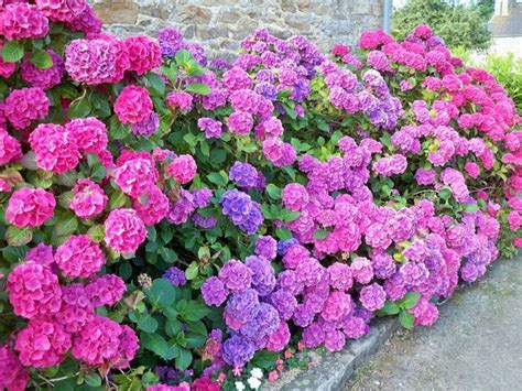 Beneficios De La Hortensia Consejos Y Recomendaciones Plantas