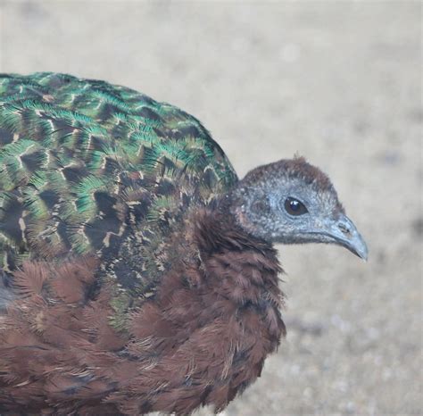 Congo Peacock Female Zoochat