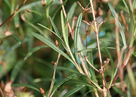 Hypericum Densiflorum Tropengarten Shop