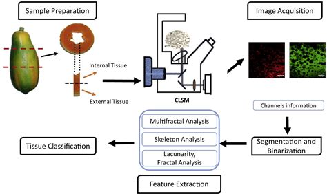 Schematic Diagram Of The Dia Sequence For Tissue Samples Of