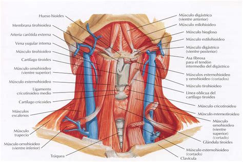 Iclases Medicina Audio Clase 5 Anatomía 1 Vasos Sanguíneos Del