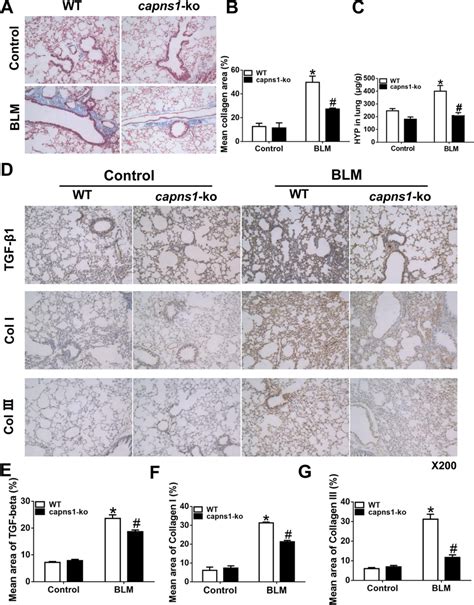 Analyses Of Fibrosis In Lung Tissues In A Mouse Of The Bleomycin Model Download Scientific