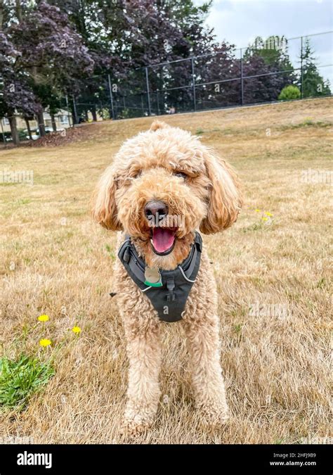 Australian Labradoodle Is A Mix Between The Labrador Retriever Poodle And Cocker Spaniel Stock