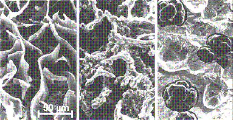 Graphite Morphology In The Grey A Compact B And Ductile C Irons