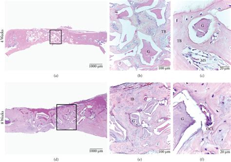 B Group Calvarial Bone Defect In Male Sprague Dawley Rats At 4 Weeks Download Scientific