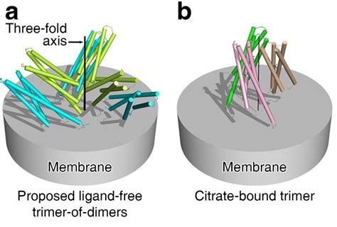 Trimeric Structure Of The Ligand Binding Domain Suggests A Mode Of
