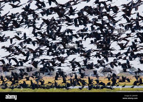 Huge Flock Of African Open Billed Storks In Flight Kafue National Park