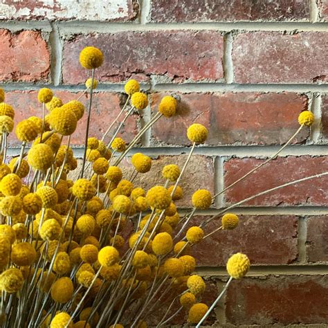 The Ultimate Guide To Growing And Caring For Billy Balls Your