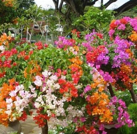 Vivero Bugambilias Libramiento Jacona Jacona De Plancarte