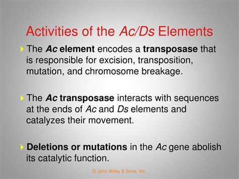 Ppt Chapter 17 Transposable Genetic Elements Powerpoint Presentation