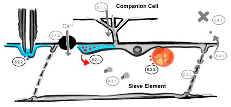 Companion Cells