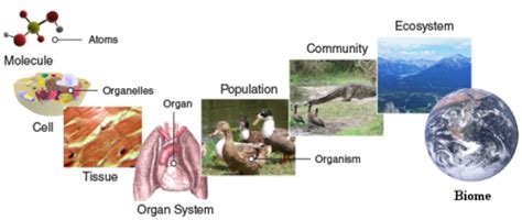 Biology Exam 1 Flashcards Quizlet