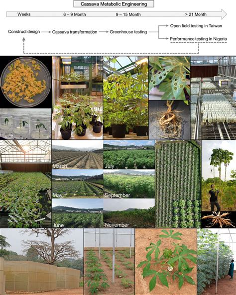 Overview On Cassava Source Sink Metabolic Engineering A Timeline And Download Scientific