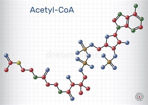 Acetyl Coa Acetyl Coenzyme A Molecule Model Sheet Of Paper In Cage