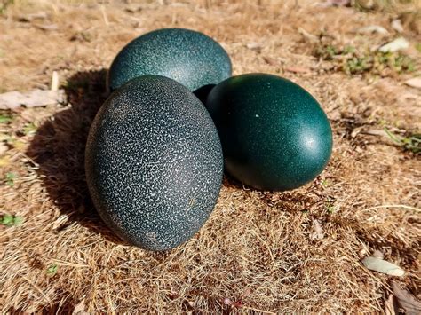 Emu Nesting Behavior Eggs Location Birdfact