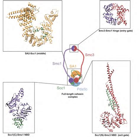 6 Relevant Structural Models Of Cohesin Subunits In The Middle The