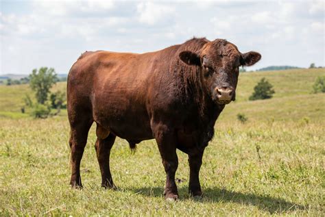 Braford · Cattle
