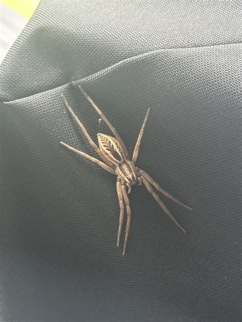 Unidentified Spider In Oklahoma City Oklahoma United States