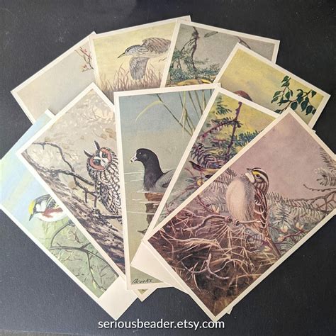 Audubon Bird Print Etsy