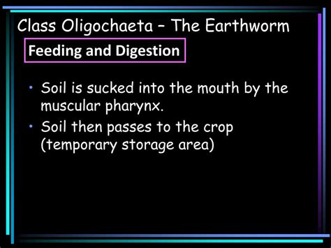 Ppt Phylum Annelida Powerpoint Presentation Free Download Id5630573