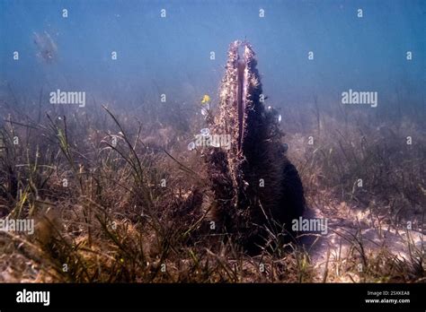 Underwater Photography Of A Pinna Nobilis Known By The Common Names Noble Pen Shell And Fan