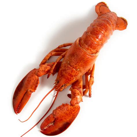 How To Store Live Lobster Before Cooking Storables