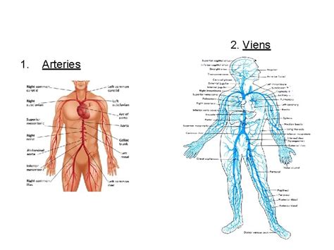 The Circulatory System Structure Function And Information Processing