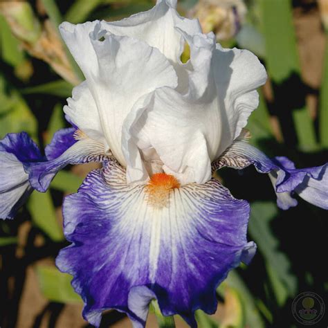 Ирис Марбр Блё Iris Marbre Bleu купить в Москве по низкой цене из