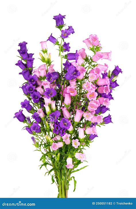 Campanula Medium Flowers Isolated On White Background Bouquet Of
