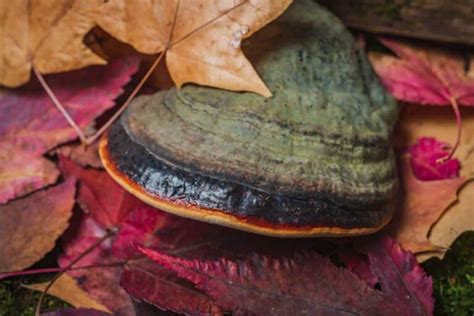 Red Belted Polypore Identification Guide Mushroom Appreciation