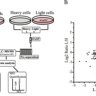 Quantitative Proteomics Analysis Revealed The Differentially Expressed