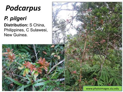 Coniferophyta Pptx Gardening Home And Garden