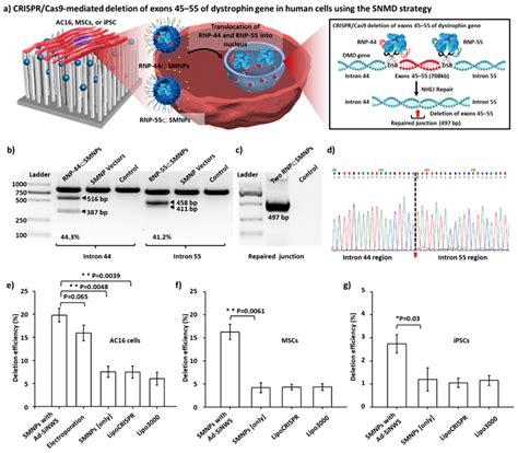 Supramolecular Nanosubstrate Mediated Delivery For Crisprcas9 Gene Disruption And Deletion Pmc