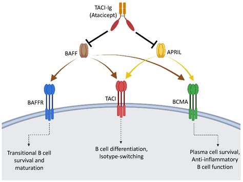 Dual Role Of B Cells In Multiple Sclerosis