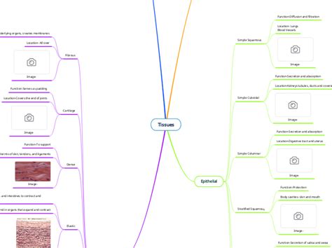 Tissues Mind Map