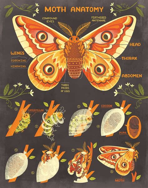 Moth Anatomy Art Print Etsy Anatomy Of Parts Of A Moth Moths Art