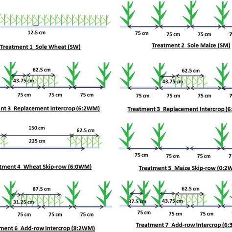 Pdf Intercropping With Wheat Lowers Nutrient Uptake And Biomass Accumulation Of Maize But