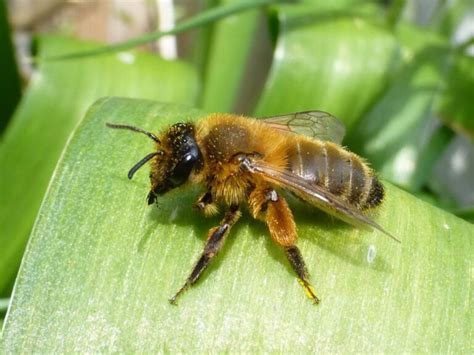 Bee Identification A Comprehensive Guide To Uk Species