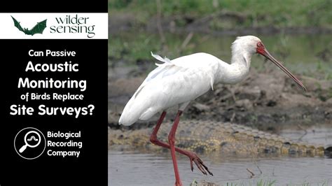 Can Passive Acoustic Monitoring Of Birds Replace Site Surveys