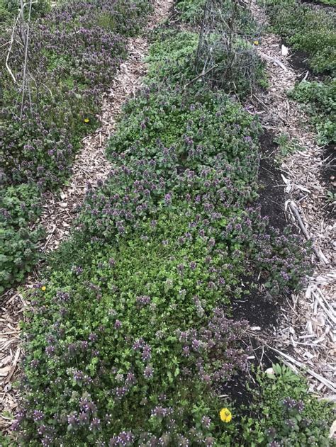 Pull Or Till R Gardening