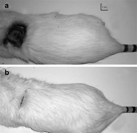 The Healing Effect Of Four Different Silver Complexes On Full Thickness