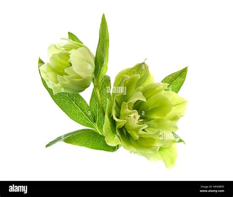 White Hellebore Flower Flowers Cut Out Stock Images And Pictures Alamy