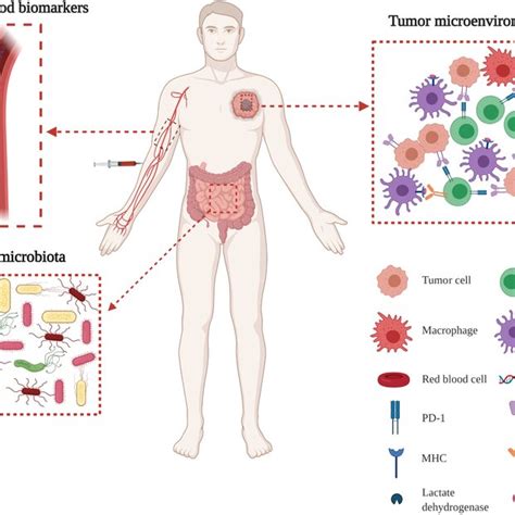 Illustration Of Potential Biomarkers For Checkpoint Blockade Therapy