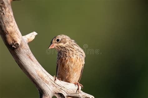 Female Ortolan Bunting On A Branch Emberiza Hortulana Stock Image