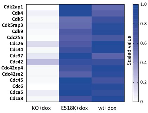 Upregulation Of Cyclin Dependent Kinases Cdks And Cell Division Cycle